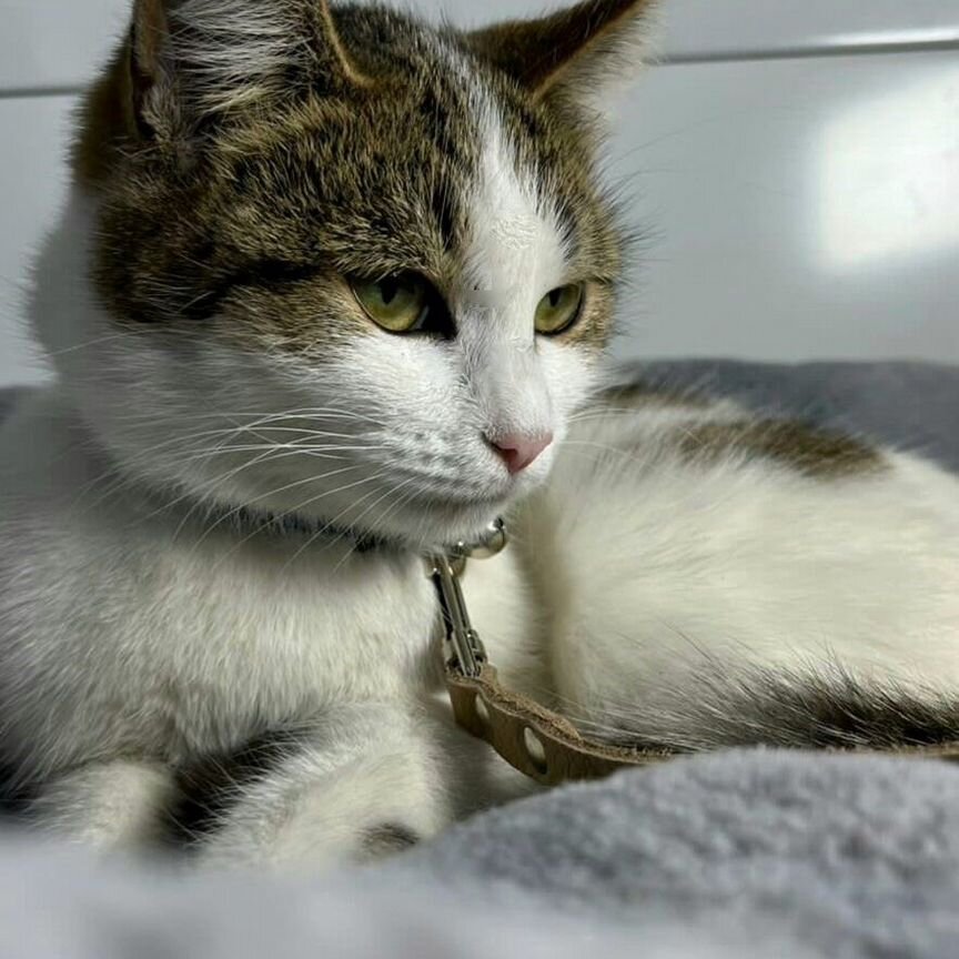 Ищу Добрую семью (кошечка, 1г.)