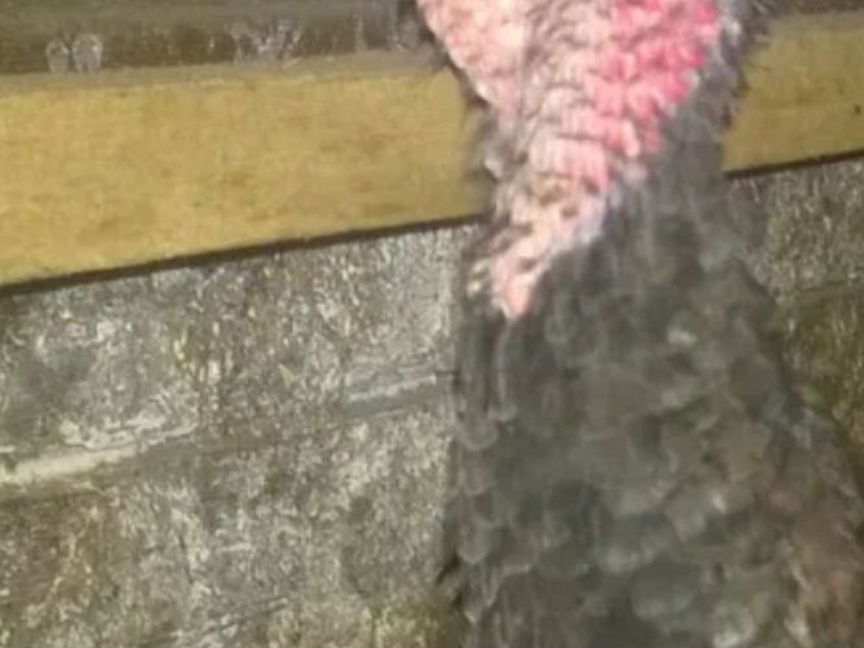 Обмен индюка