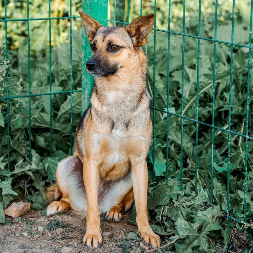 Собака в добрые руки