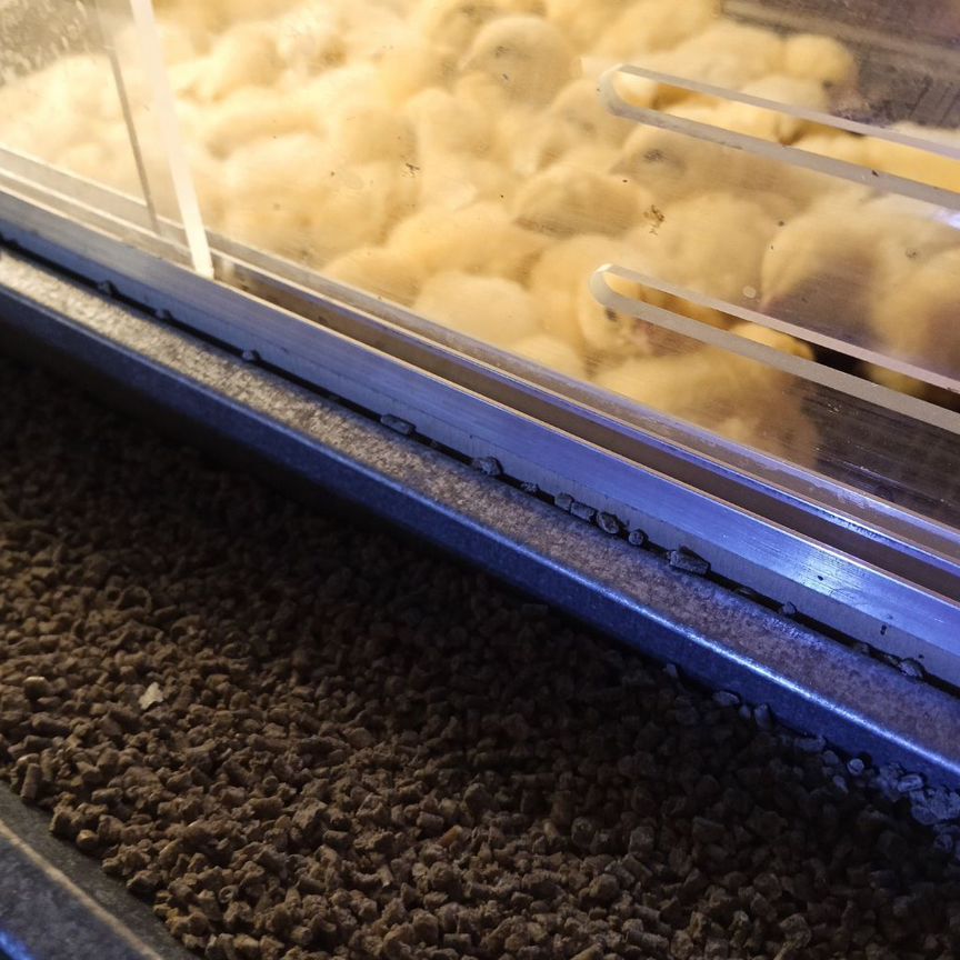 Суточный бройлер