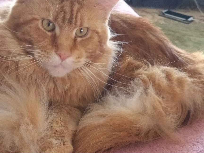 Котик на вязку. Мейн Кун, молодой котик, 3 года