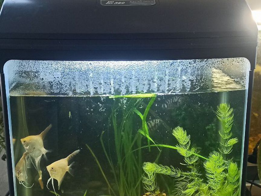 Аквариум с рыбками