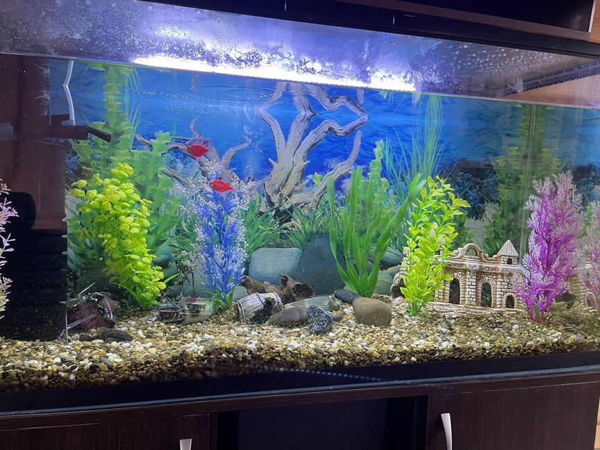 Аквариум