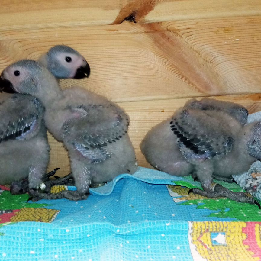 Выкормыши крупных попугаев