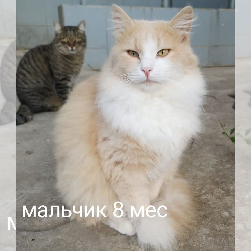 Котик бездомный 8 мес