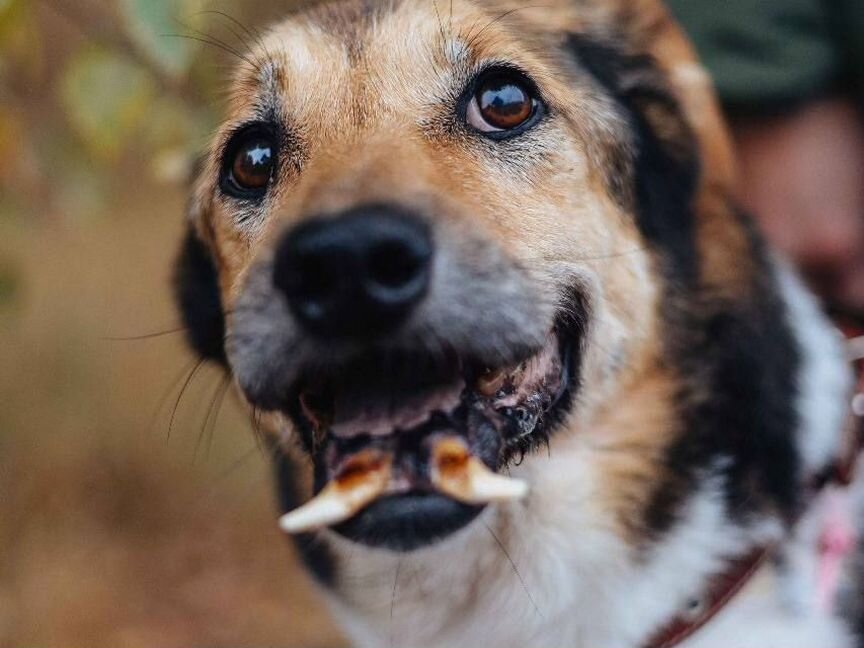 Собака в добрые руки Зита