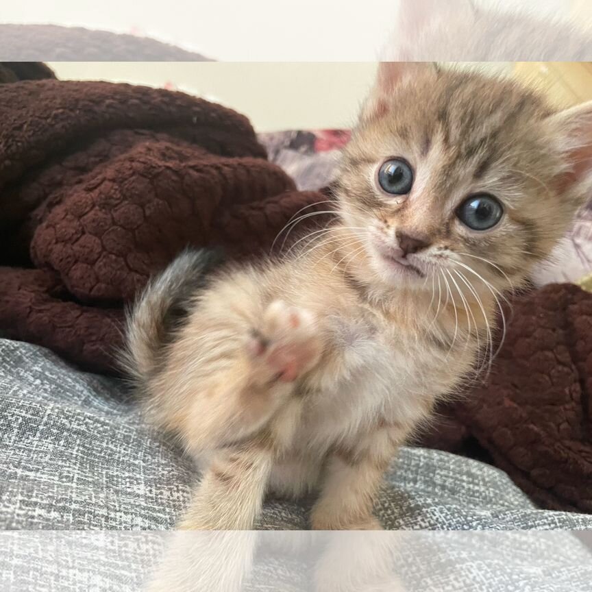 Котёнок в добрые руки
