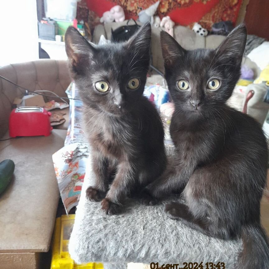 Котята в добрые руки бесплатно