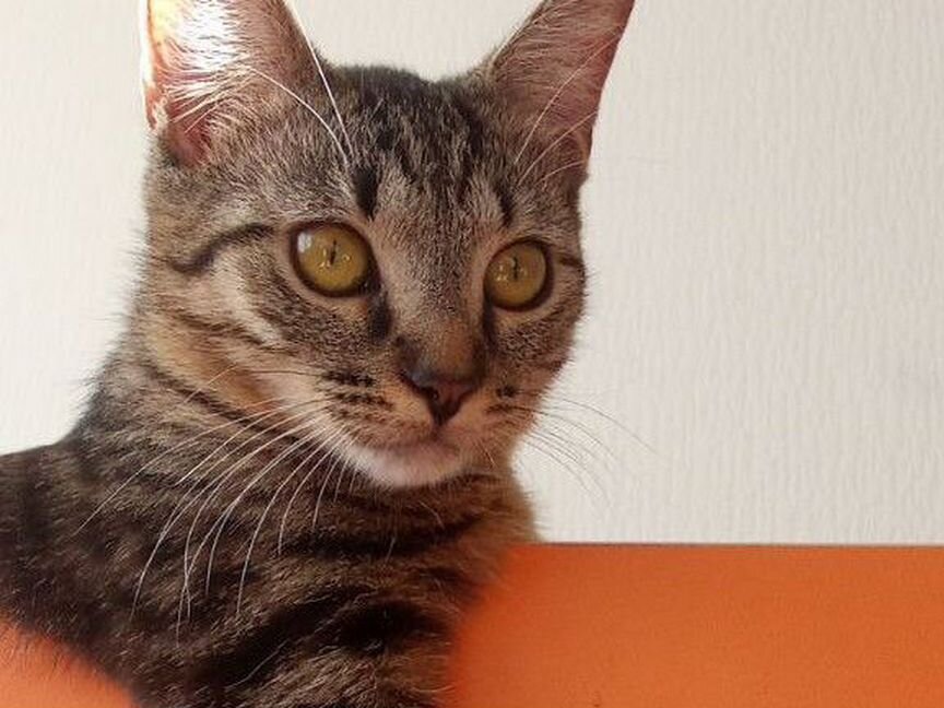 Серая и некрасивая