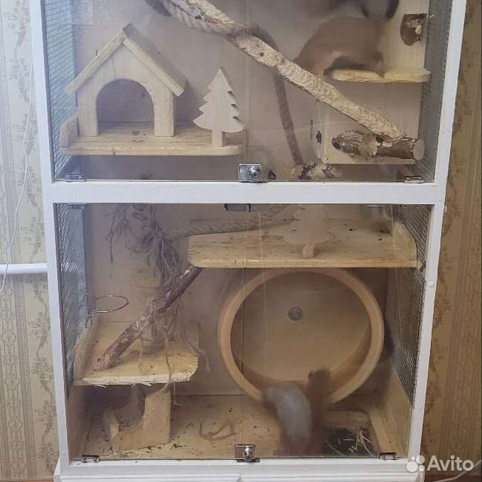 Клетка с ручным белками