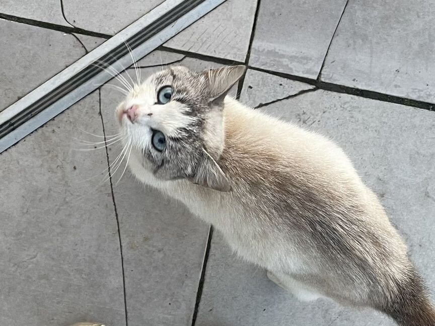 Кошечка с глазами цвета неба