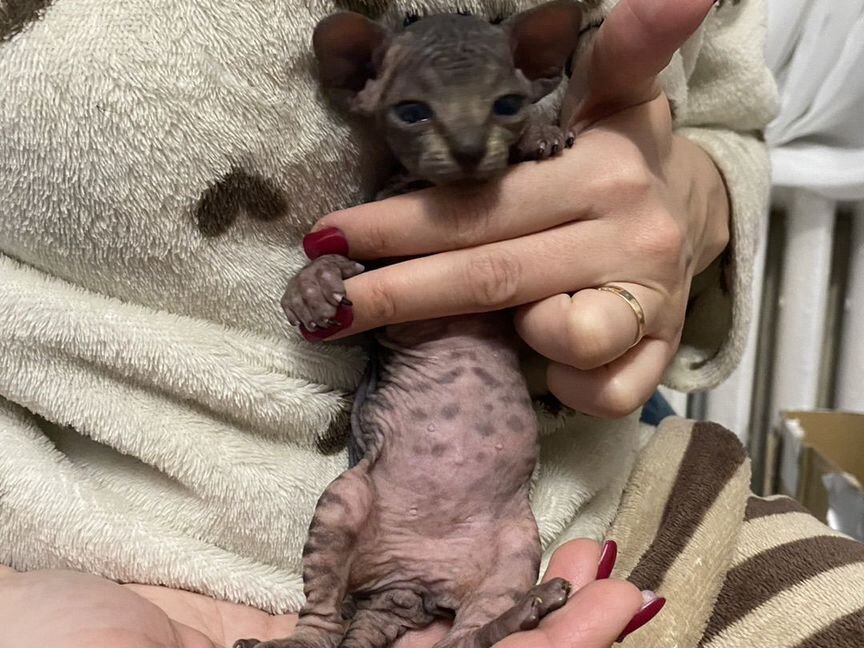 Канадский сфинкс котята