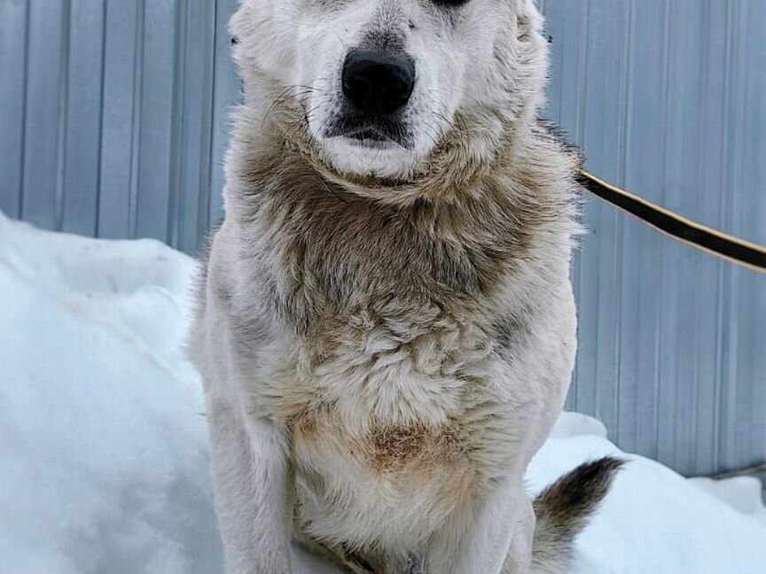 Собака компаньон в добрые руки