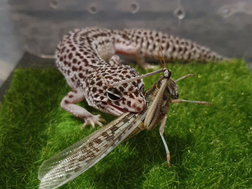 Кормовые насекомые. Сверчки банановые. Саранча