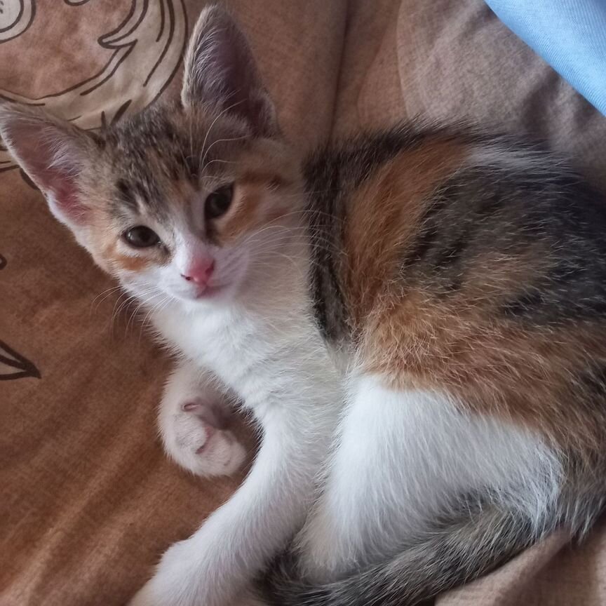 Котики бесплатно в добрые руки