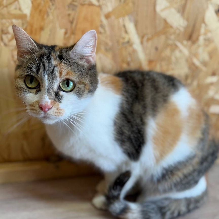 Трехцветная кошка Пастила в добрые руки