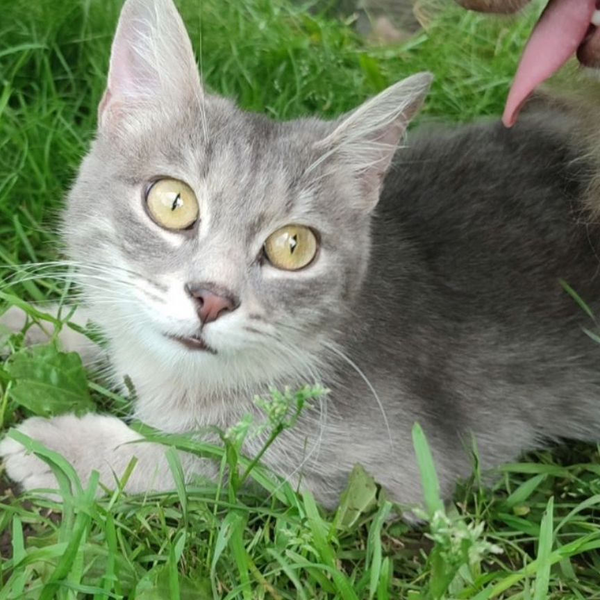 Взрослая, кошка в добрые руки