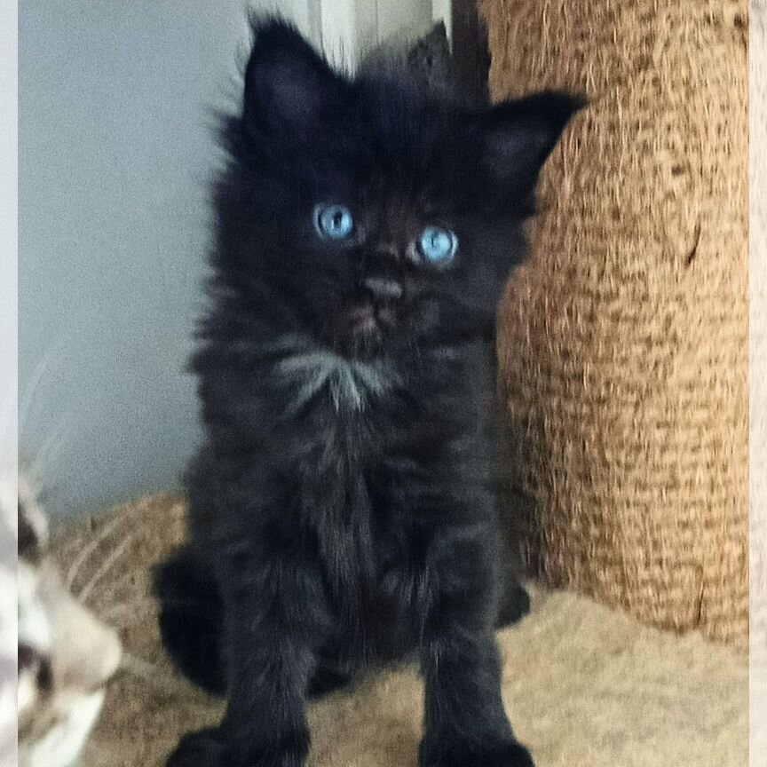 Чёрный котёнок