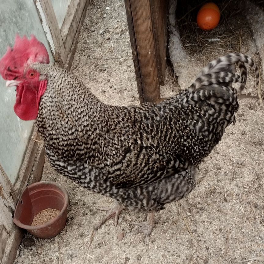 Петух Амрок. Д. Р июль 2025. Кур топчет