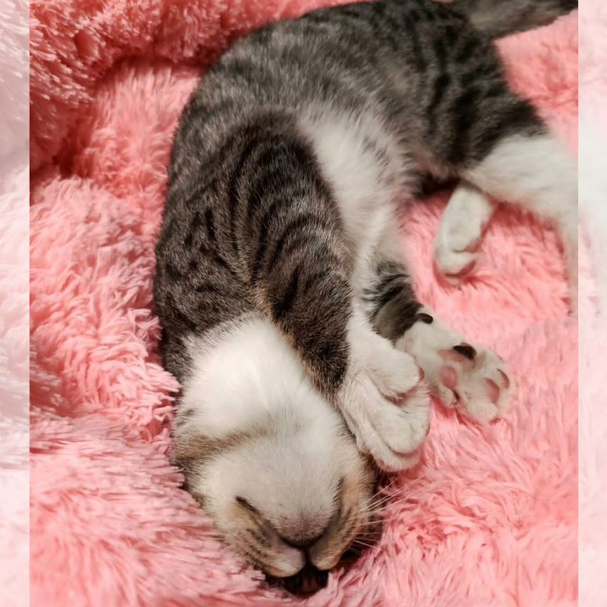 Взрослый кот в добрые руки