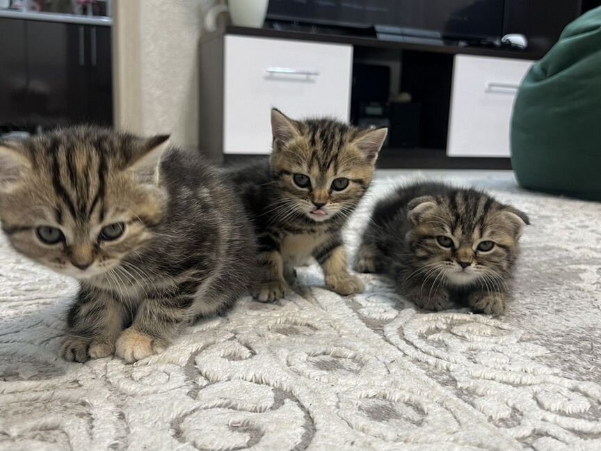 Шотландские котята
