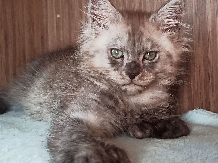 Котёнок мейн-кун полидакт