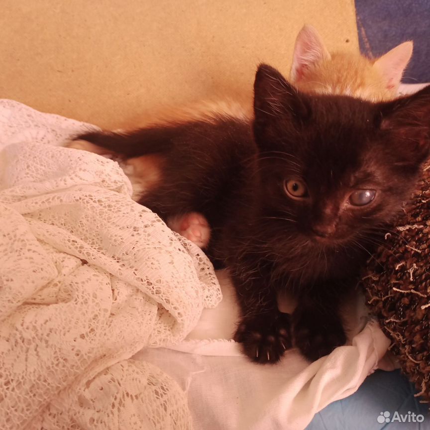 Котята в добрые руки мальчики