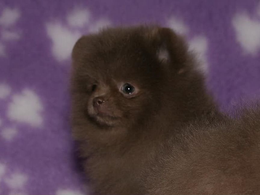 Милые пушистики