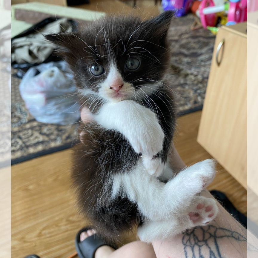 Сибирский котёнок