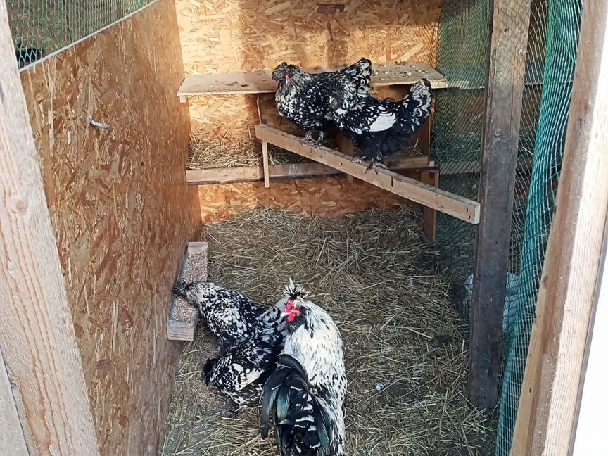 Павловское серебро семья