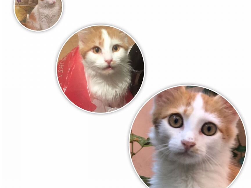 Кот