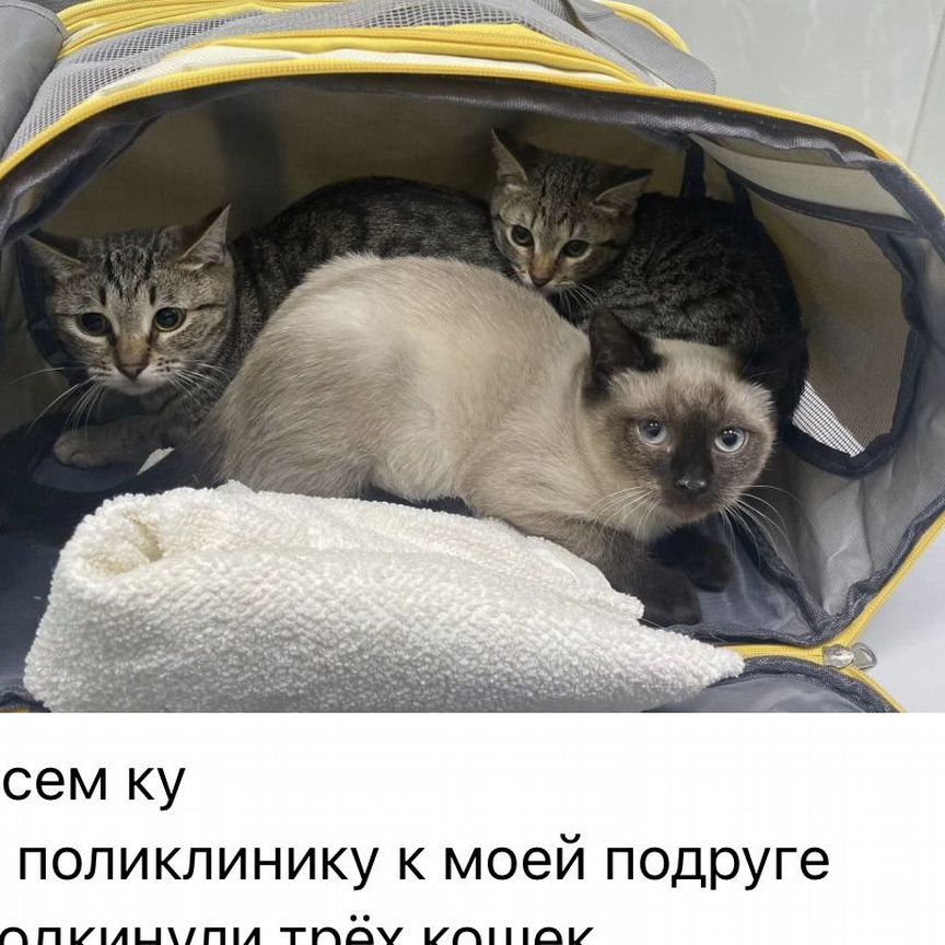 Сиамская, взрослая кошка