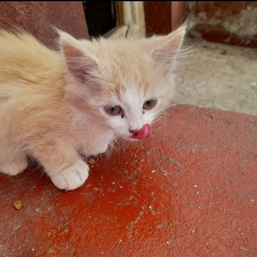 Котенок