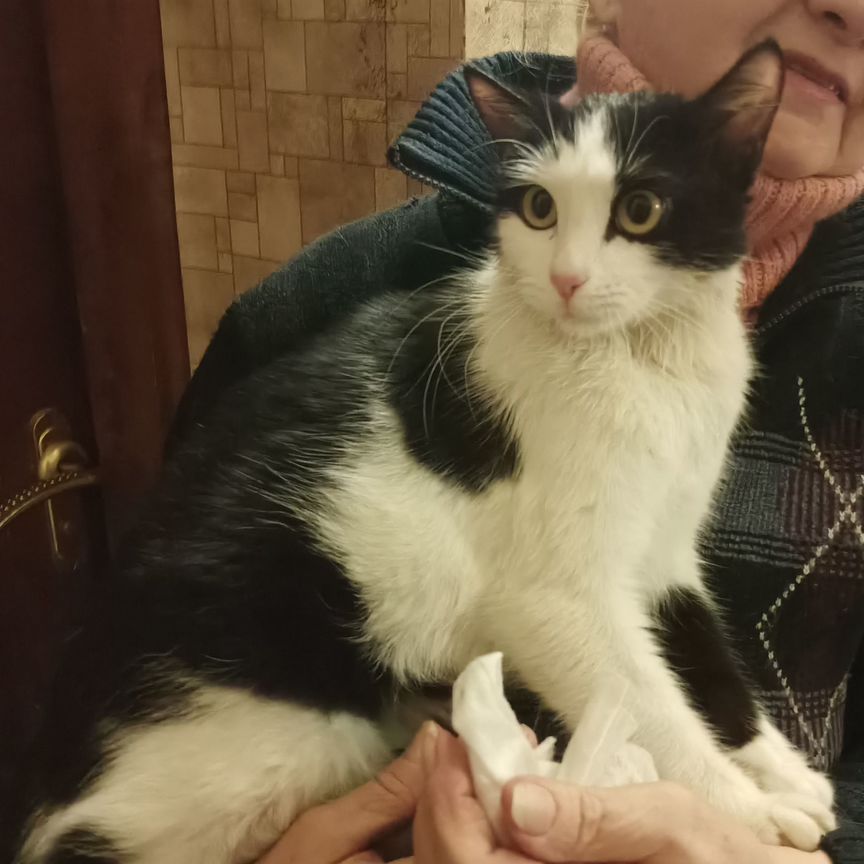 Котенок привитая ласковая мурлыка