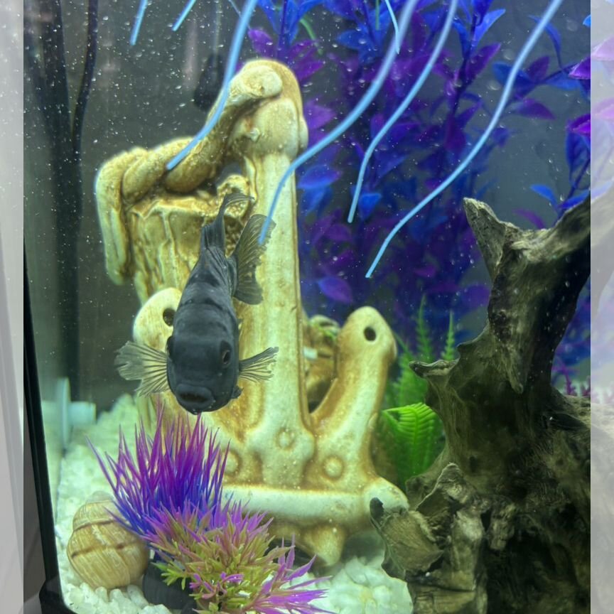 Отдам или обменяю рыбок