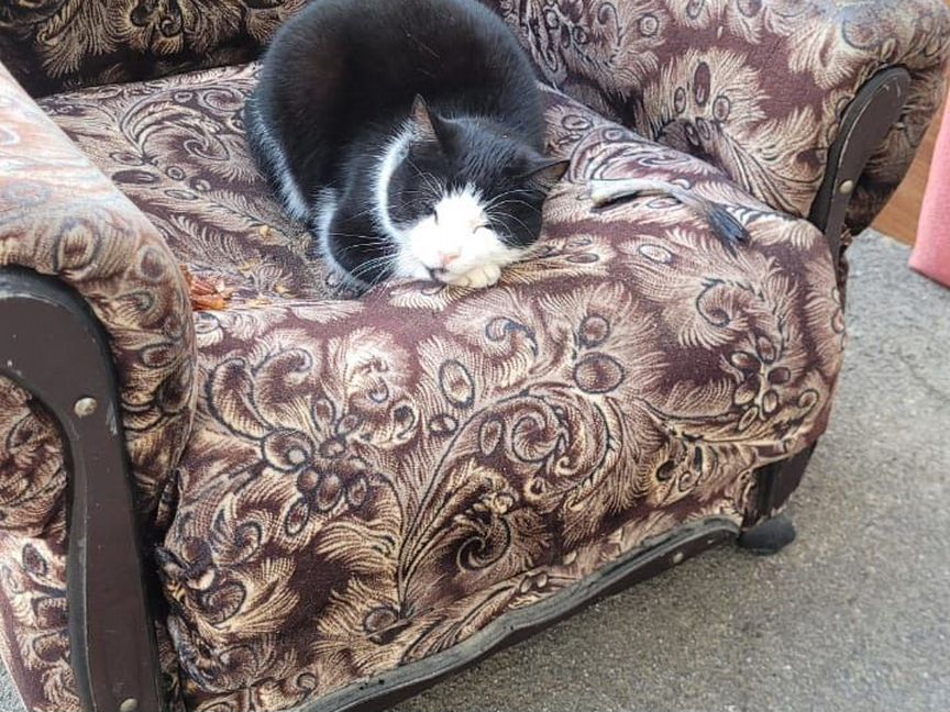 Кошка ищет дом