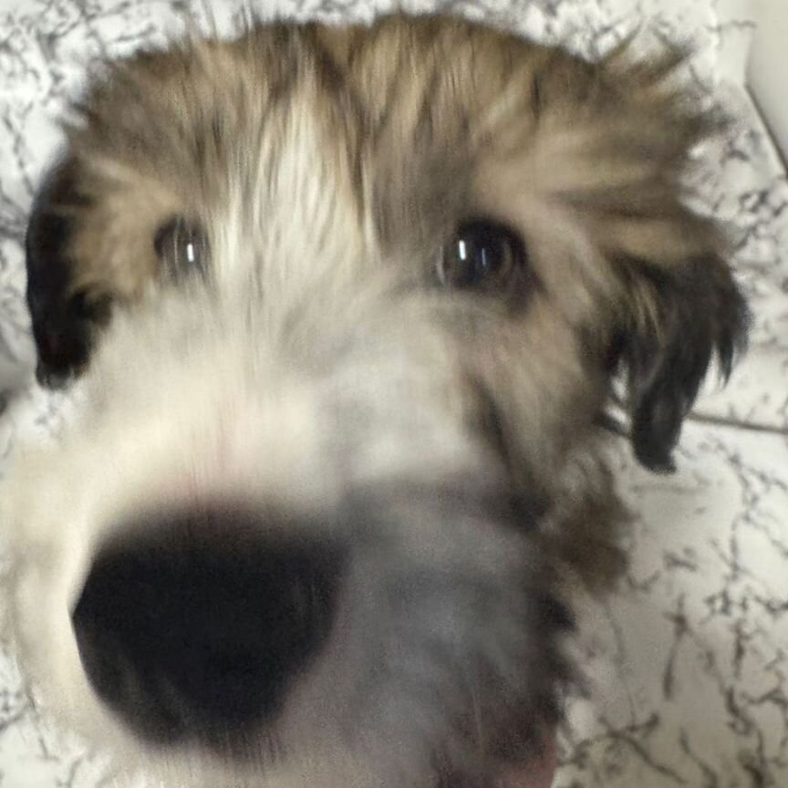 Щенок в добрые руки