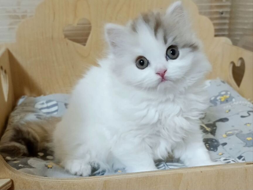 Кошечка Дженни