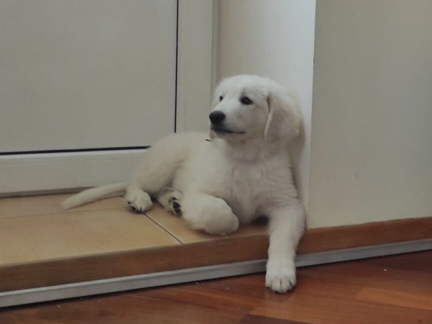 Собаки щенки