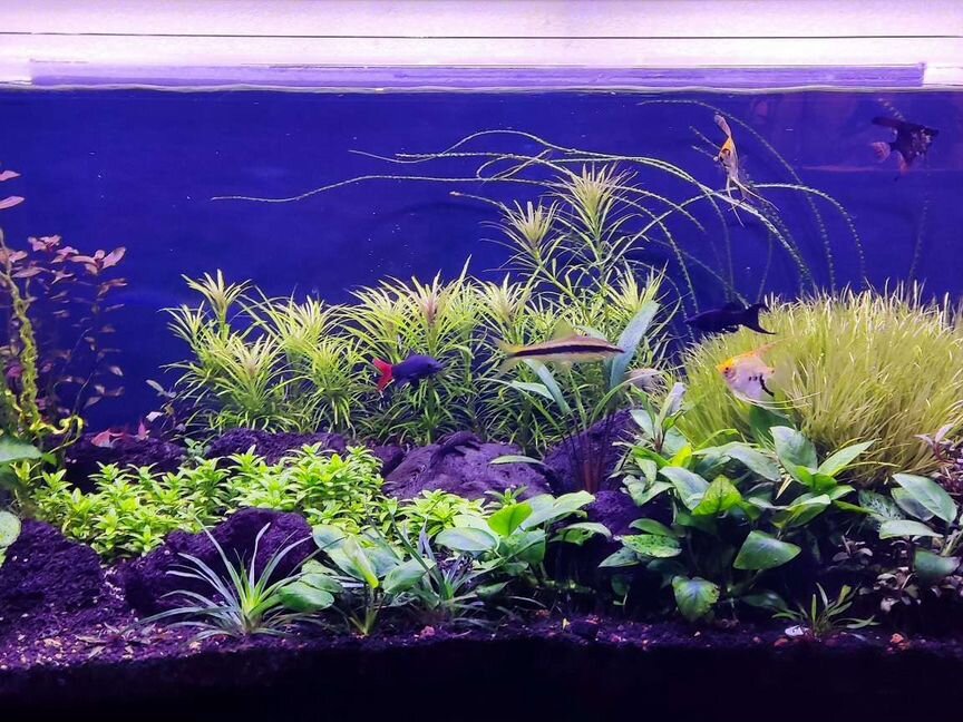 Аквариумные растения