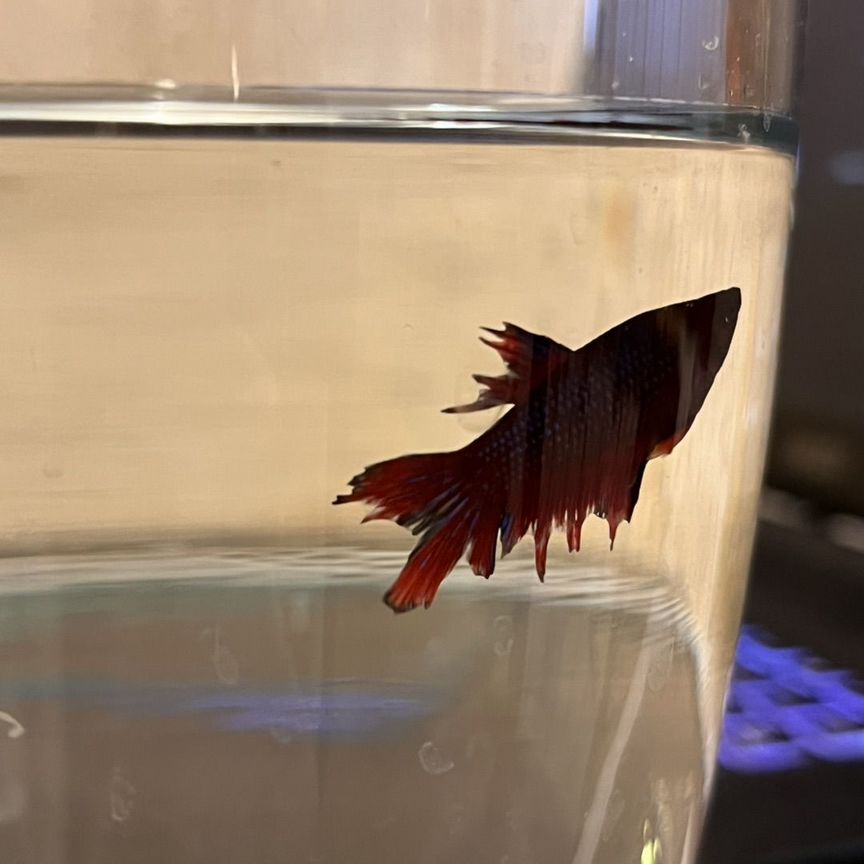 Самка петушка