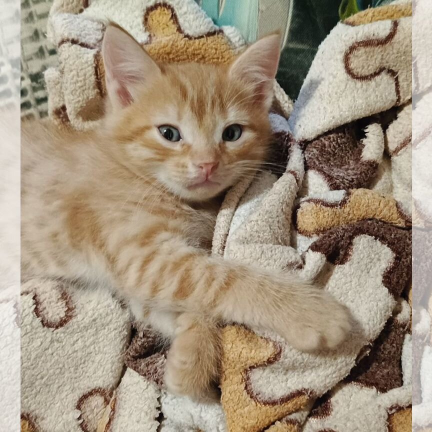 Котёнок от частного владельца