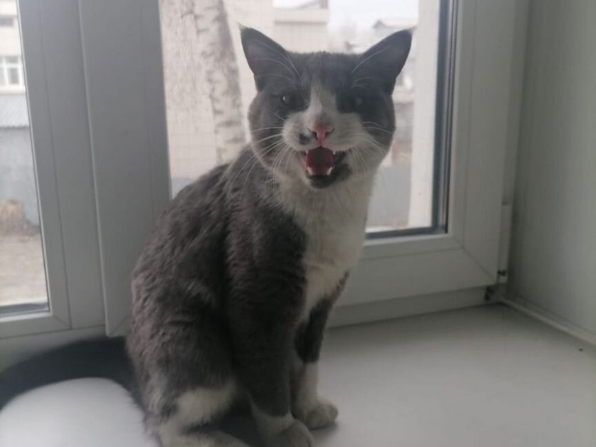 Русская голубая