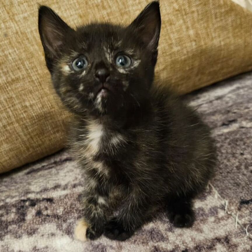 Кошечка, 1 месяц в добрые руки