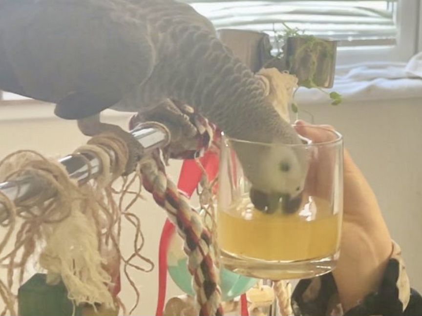 Ручной попугай говорящий