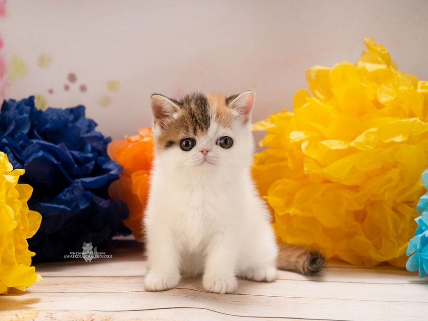 Милая малышка