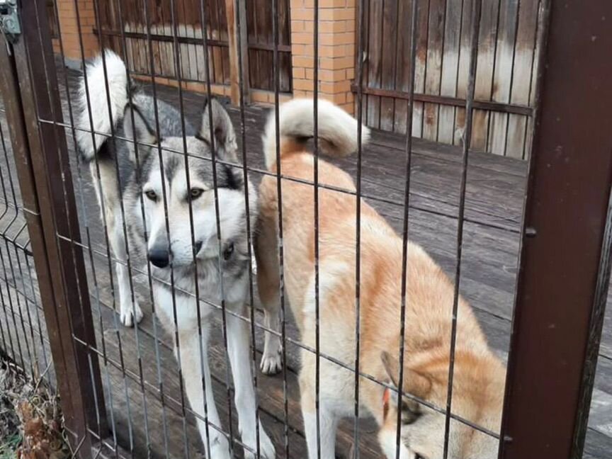 Восточно сибирская лайка щенки