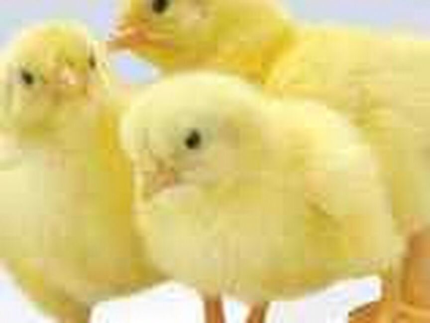 Суточные цыплята бройлера