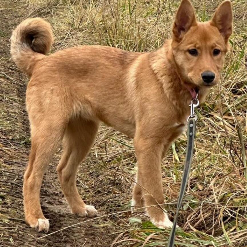 Лайка, щенок