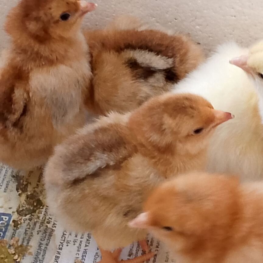 Цыплята кучинские